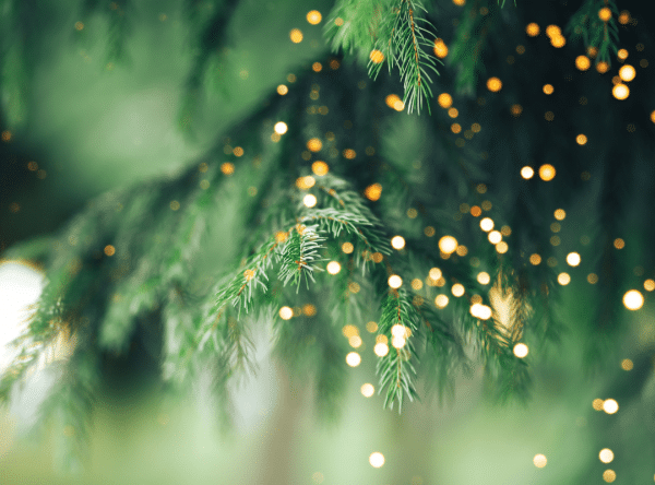 Why Do We Put Up Christmas Trees? The History and Magic Behind a ...